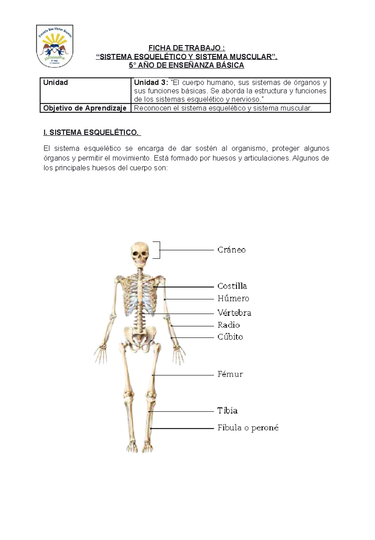 Ficha 1 Sistema Esqueletico Y Sistema Muscular 93697 20210309 2018 0806 ...