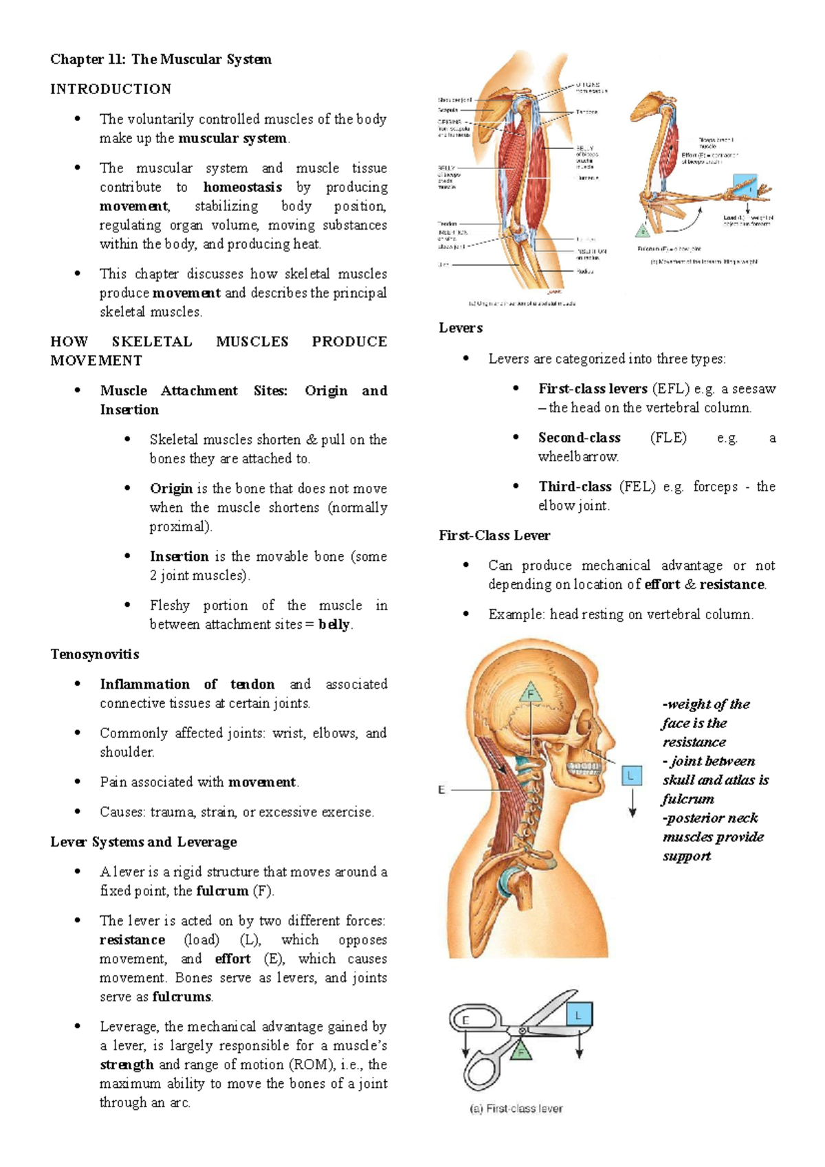 7 notes - sdfsdf - Chapter 11: The Muscular System INTRODUCTION The ...