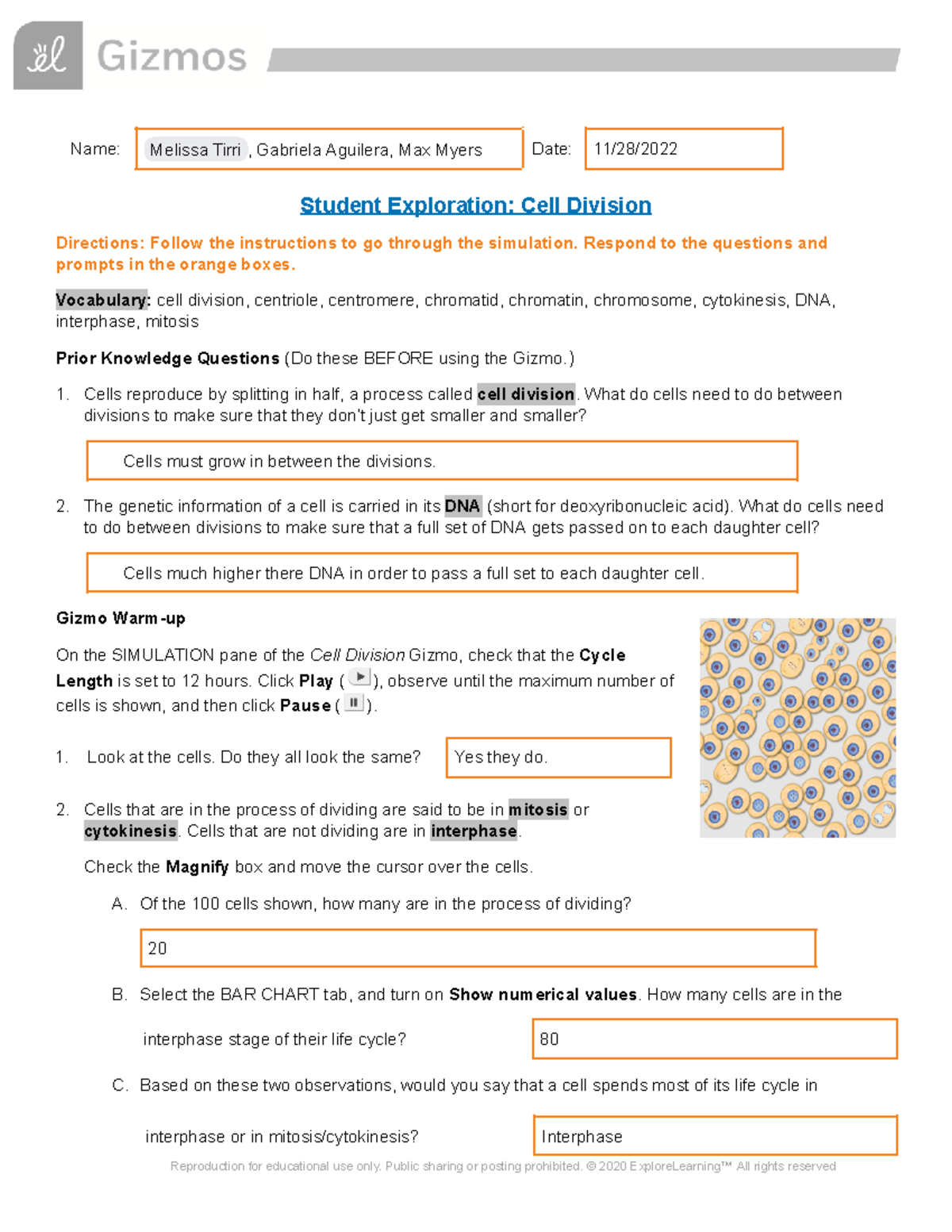 Cell Division Gizmo - Name: Melissa Tirri , Gabriela Aguilera, Max ...