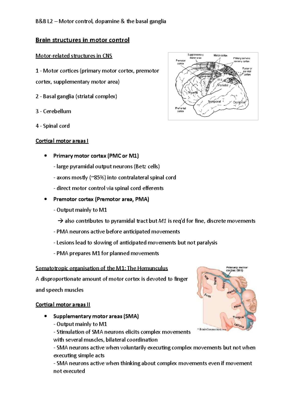 L2 - Motor control, dopaminse and the basal ganglia - B&amp;B L2 ...