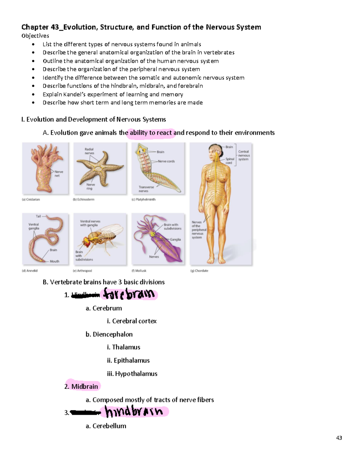Chapter 43-Evolution, Structure, and Function of the Nervous System ...