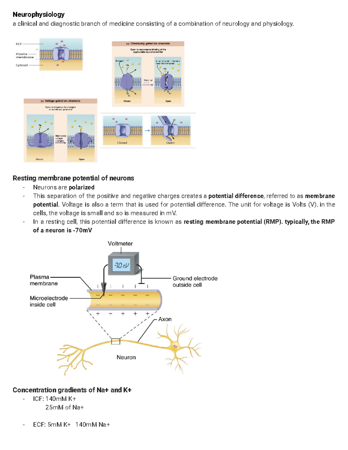 Neurophysiology - Resting membrane potential of neurons Neurons are ...