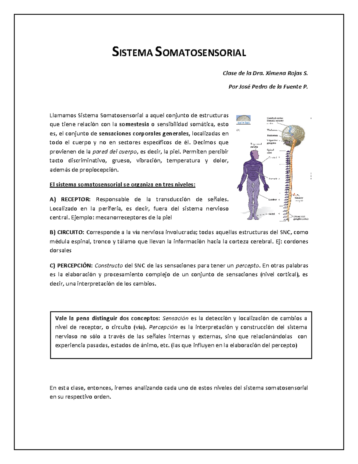 Somestesia Apunte - SISTEMA SOMATOSENSORIAL Clase de la Dra. Ximena ...