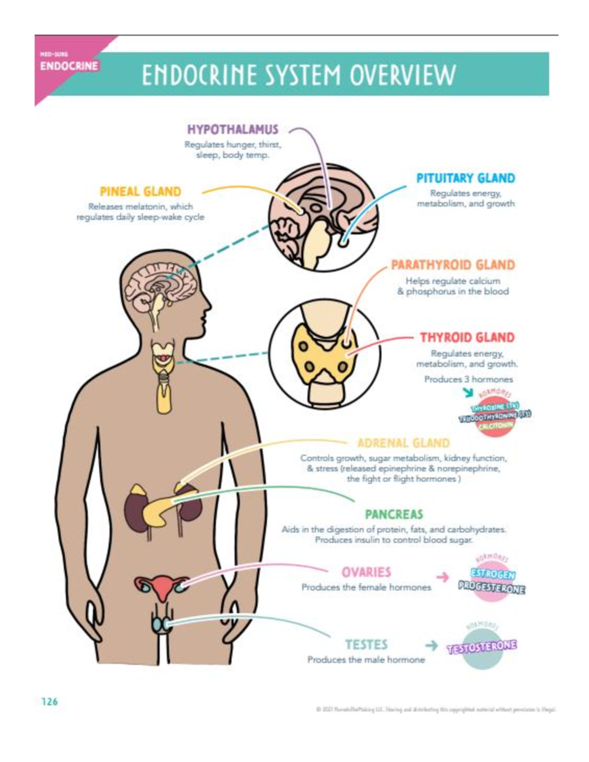 Edocrine system overview - ENDOCRINE ENDOCRINE SYSTEM OVERVIEW ...