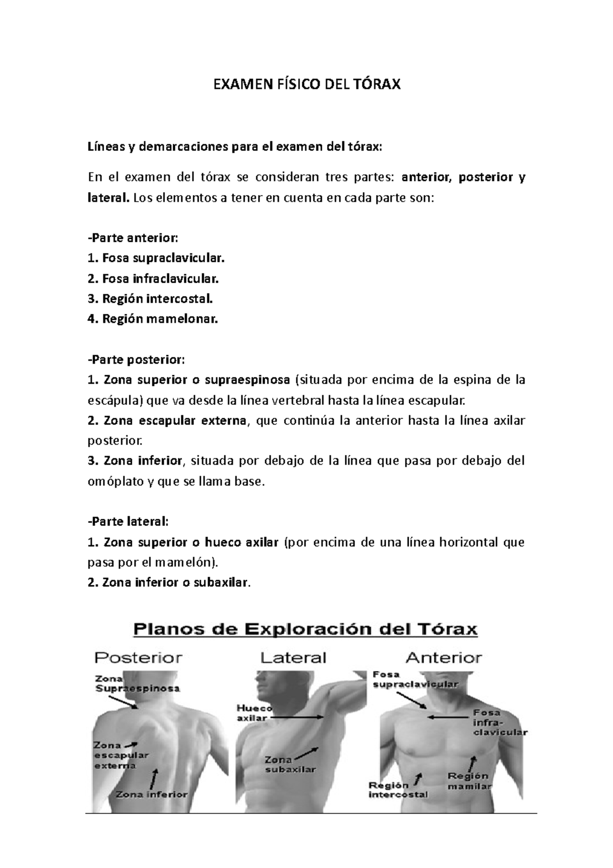 Examen Físico del Tórax - EXAMEN DEL y demarcaciones para el examen del ...
