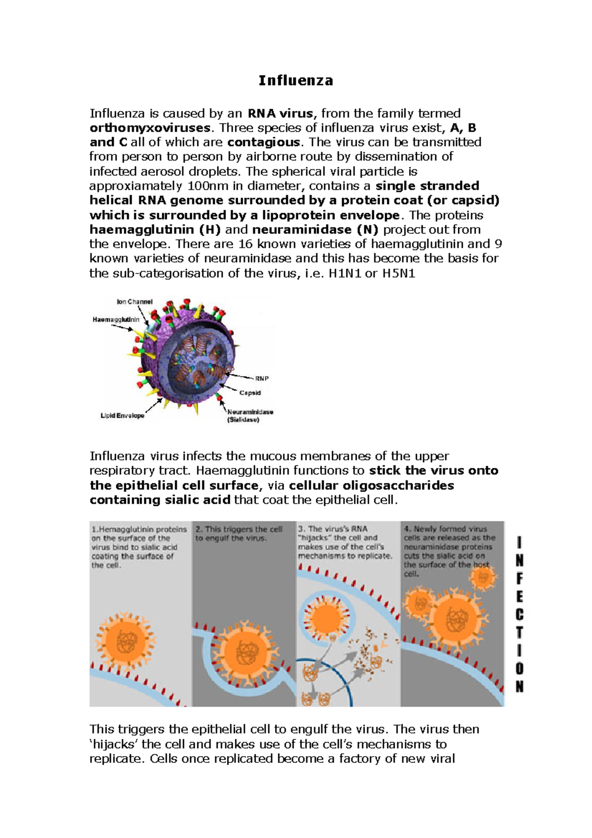 Influenza-1 - essay - Influenza Influenza is caused by an RNA virus ...