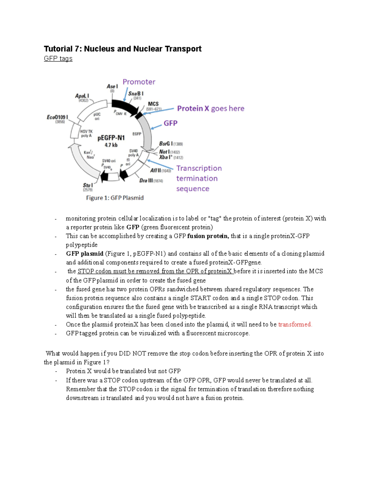 MCB 2050 Tutorial Notes - Tutorial 7: Nucleus and Nuclear Transport GFP ...