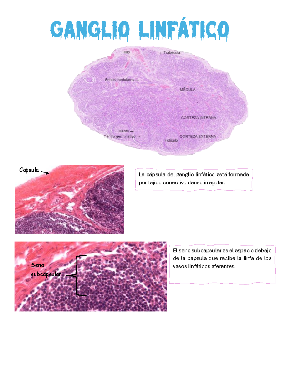 Ganglio linfatico y Glandula salival submandibular - La cápsula del ...
