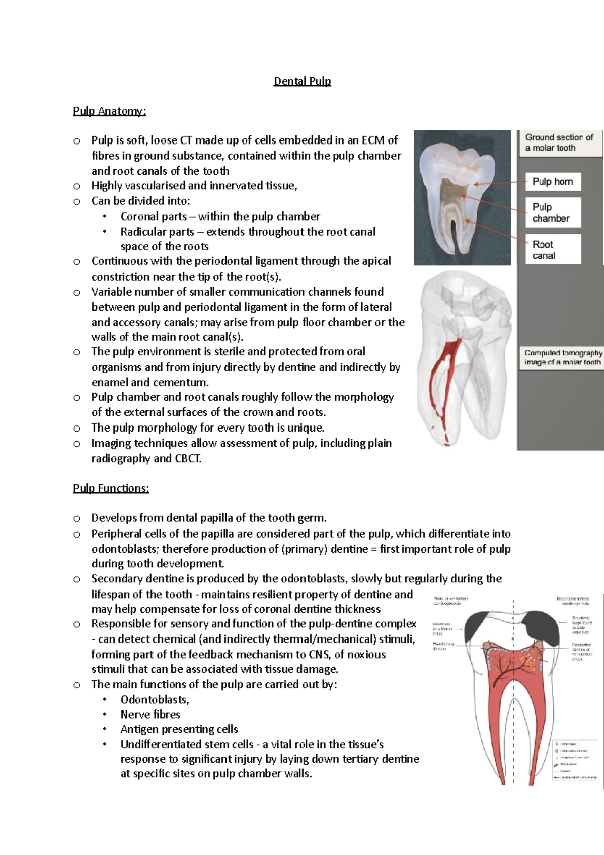 Pulp - pulp - Dental Pulp Pulp Anatomy: o Pulp is soft, loose CT made ...