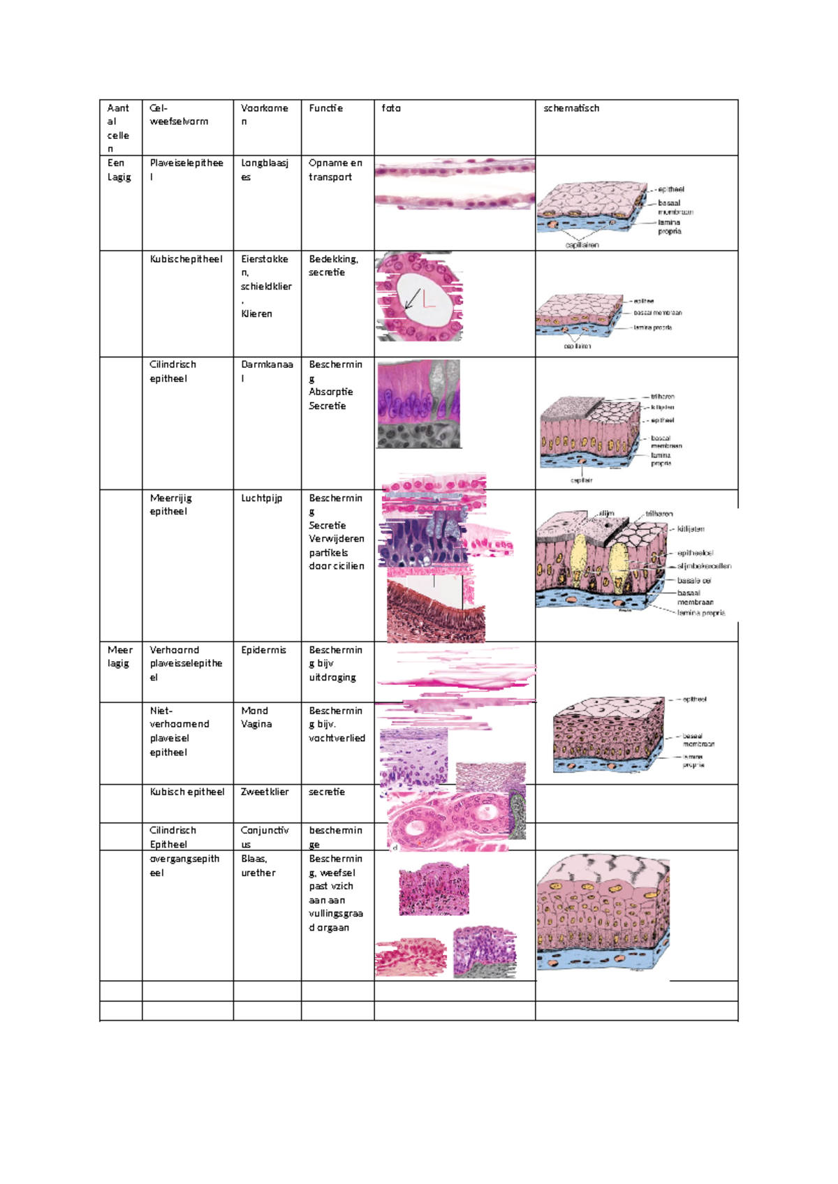 Epitheel in een schema - Samenvatting Huid en afweer B15 - Aant al ...
