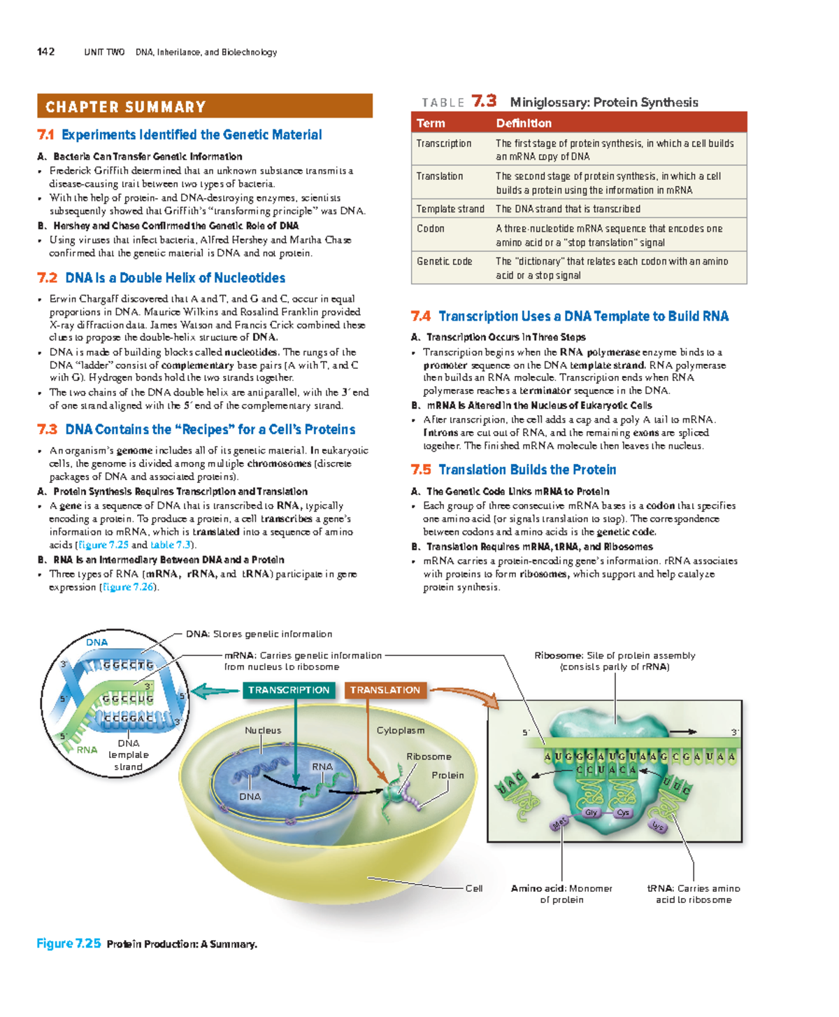 Biology Concepts and Investigations, Chapter Seven Review - CHAPTER ...