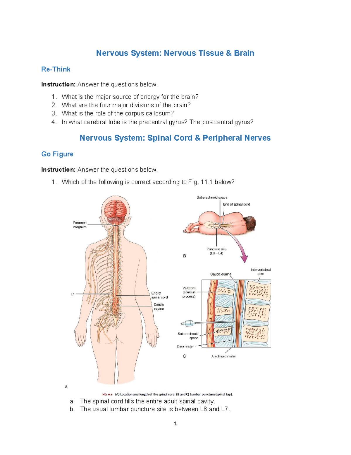 AHP106 Wk3 Assignment Jose FB - Nervous System: Nervous Tissue & Brain ...