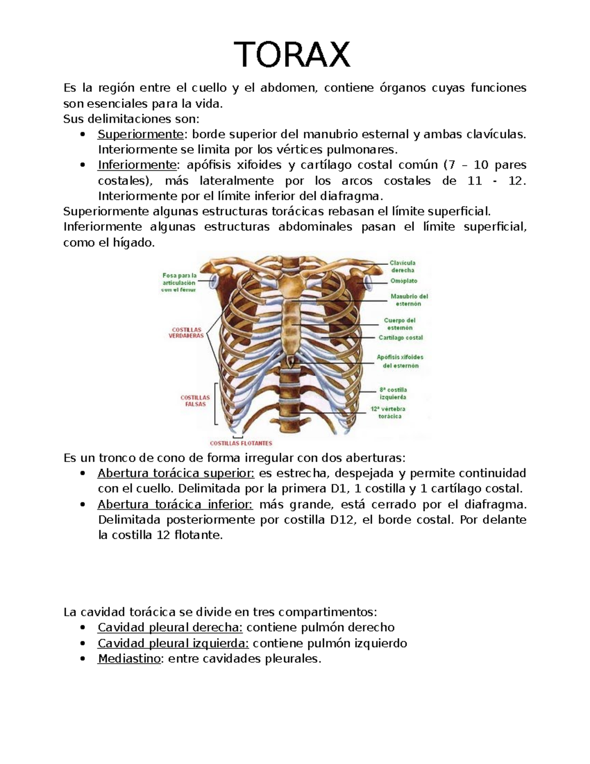 Torax - TORAX Es la región entre el cuello y el abdomen, contiene ...