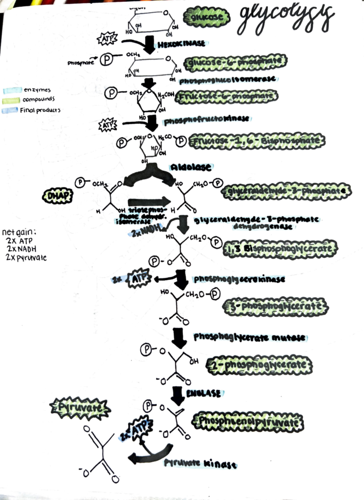 Glycolysis and dna - net ga·1fl '2X. ATP 1 NA Ott ix ?'lrlAVate ruva ...