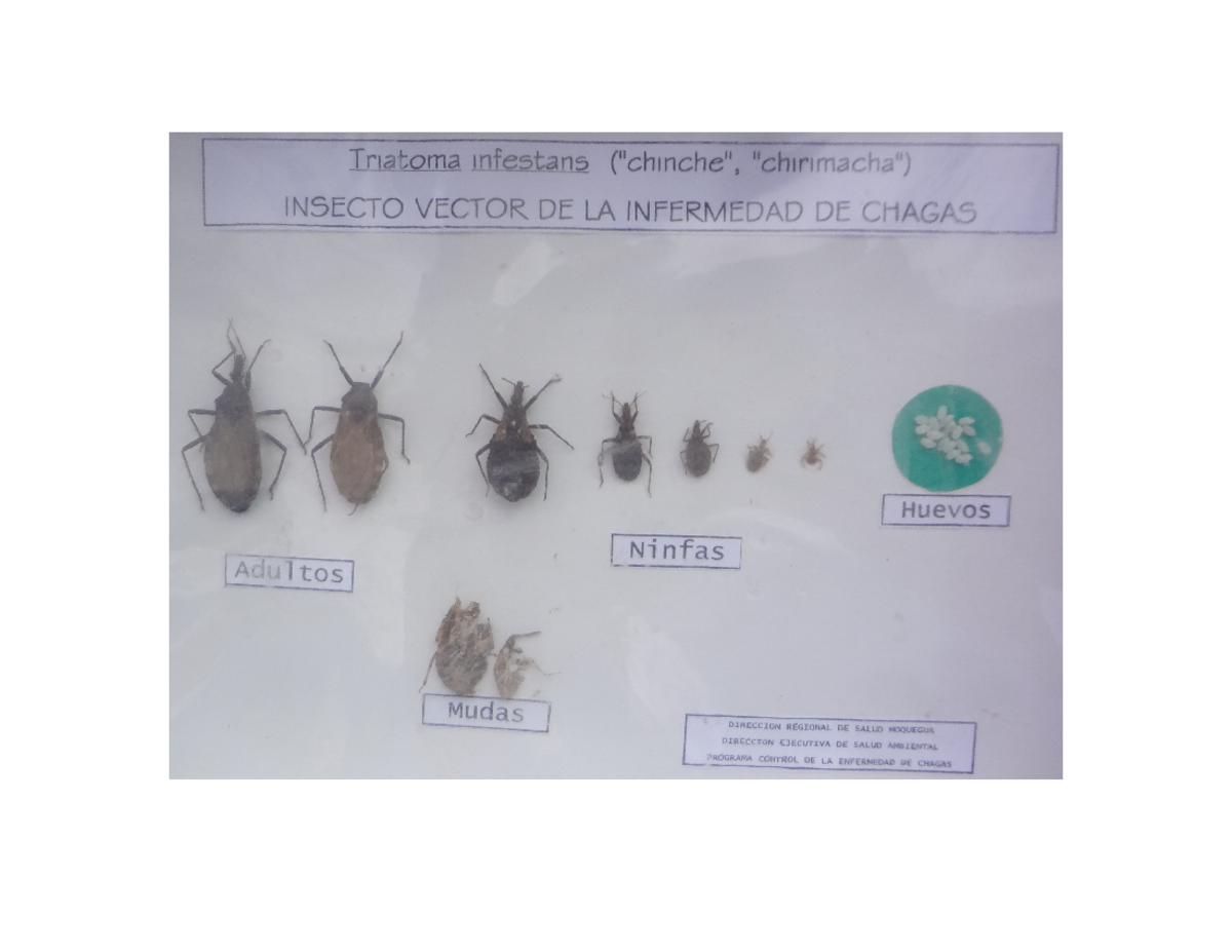 Chirimacha - Calculo I - Studocu