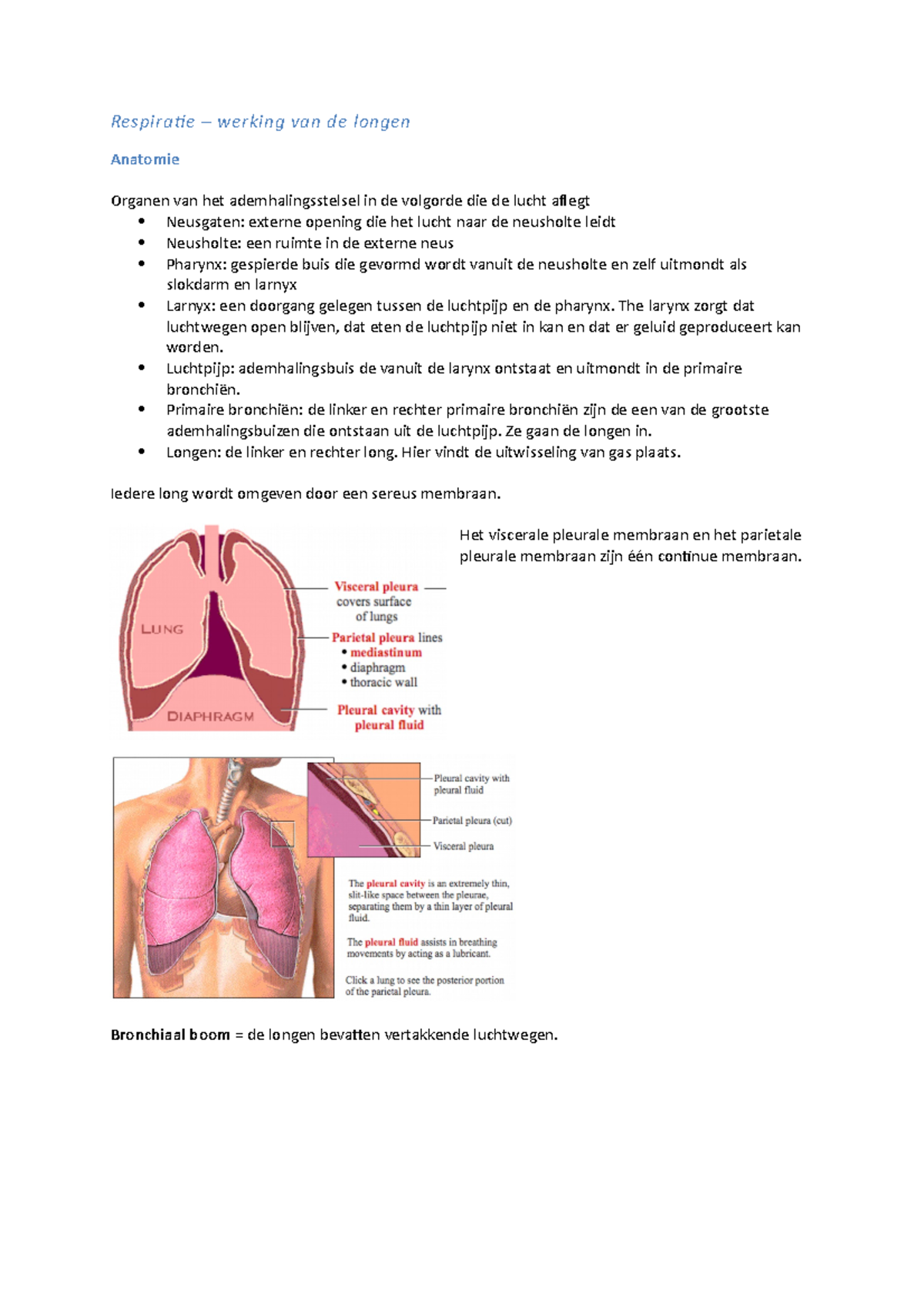 Elearning respiratie - Respiratie – werking van de longen Anatomie ...