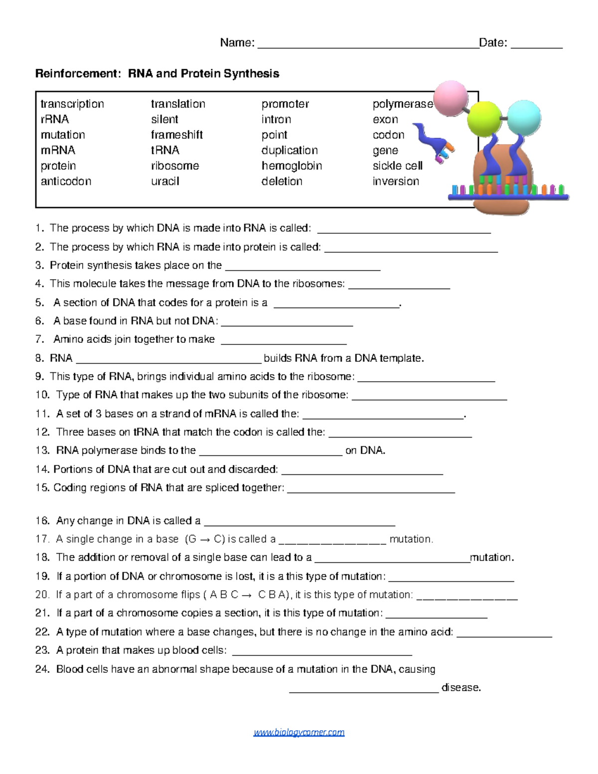 RNA and Protein Synthesis Activity Sheet - biologycorner Name: - Studocu