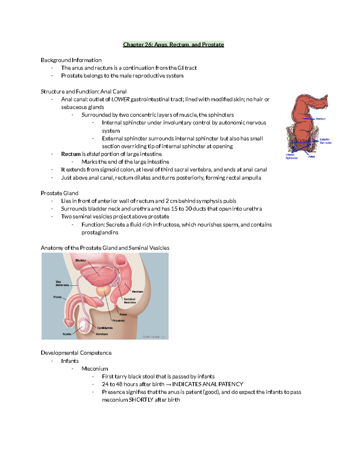 Anus Rectum and Prostate: Structure Function and Abnormalities - Studocu
