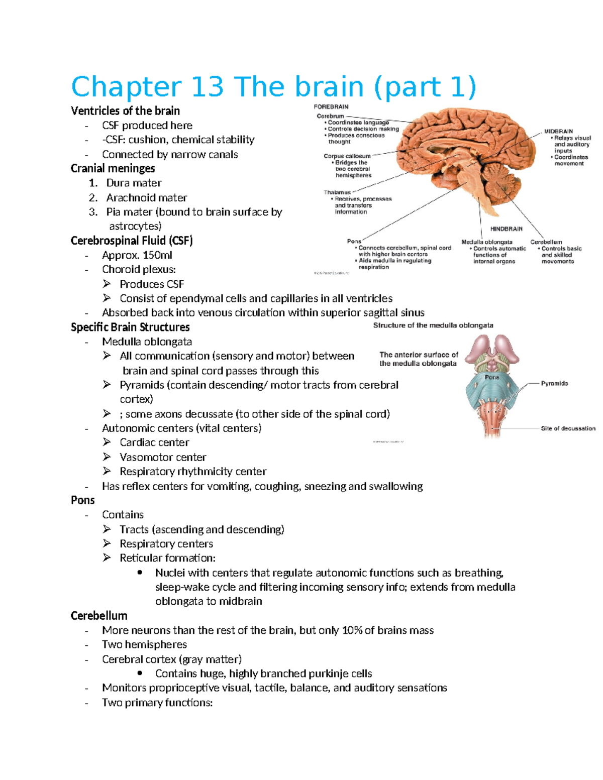 Chapter 13 The brain notes - Chapter 13 The brain (part 1) Ventricles ...