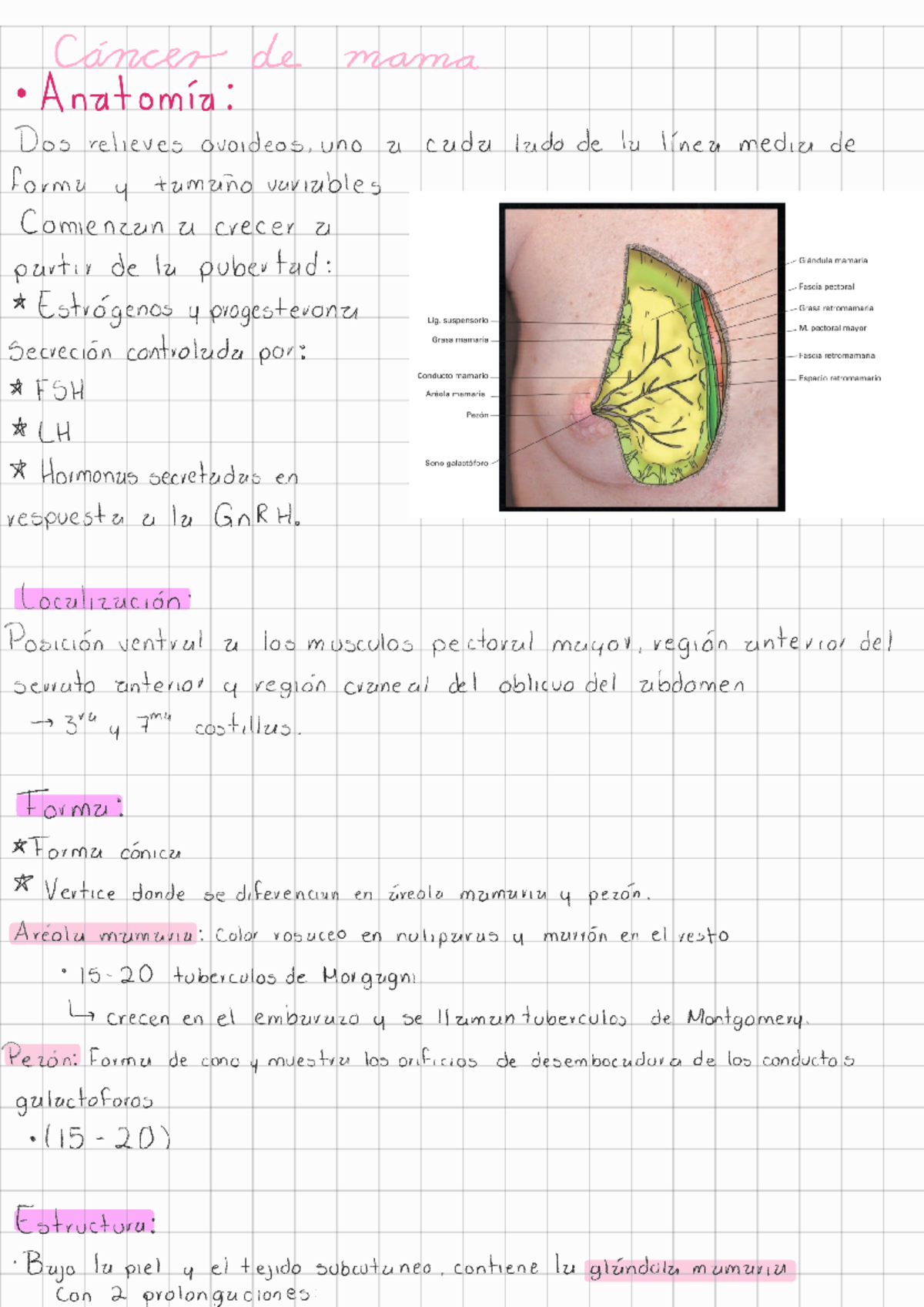 Cancer de mama → anato lab 240429 101142 - Anatomía Patológica - Studocu