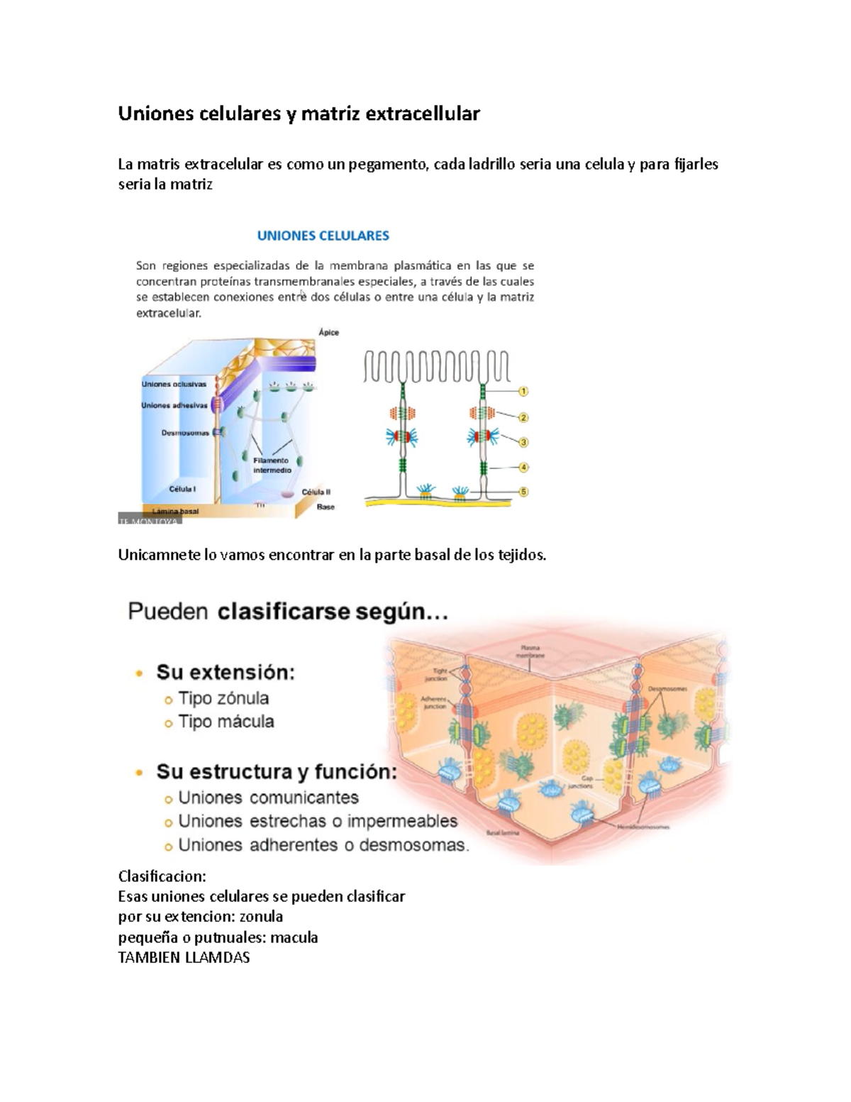Uniones celulares y matriz extracellular - Clasificacion: Esas uniones ...