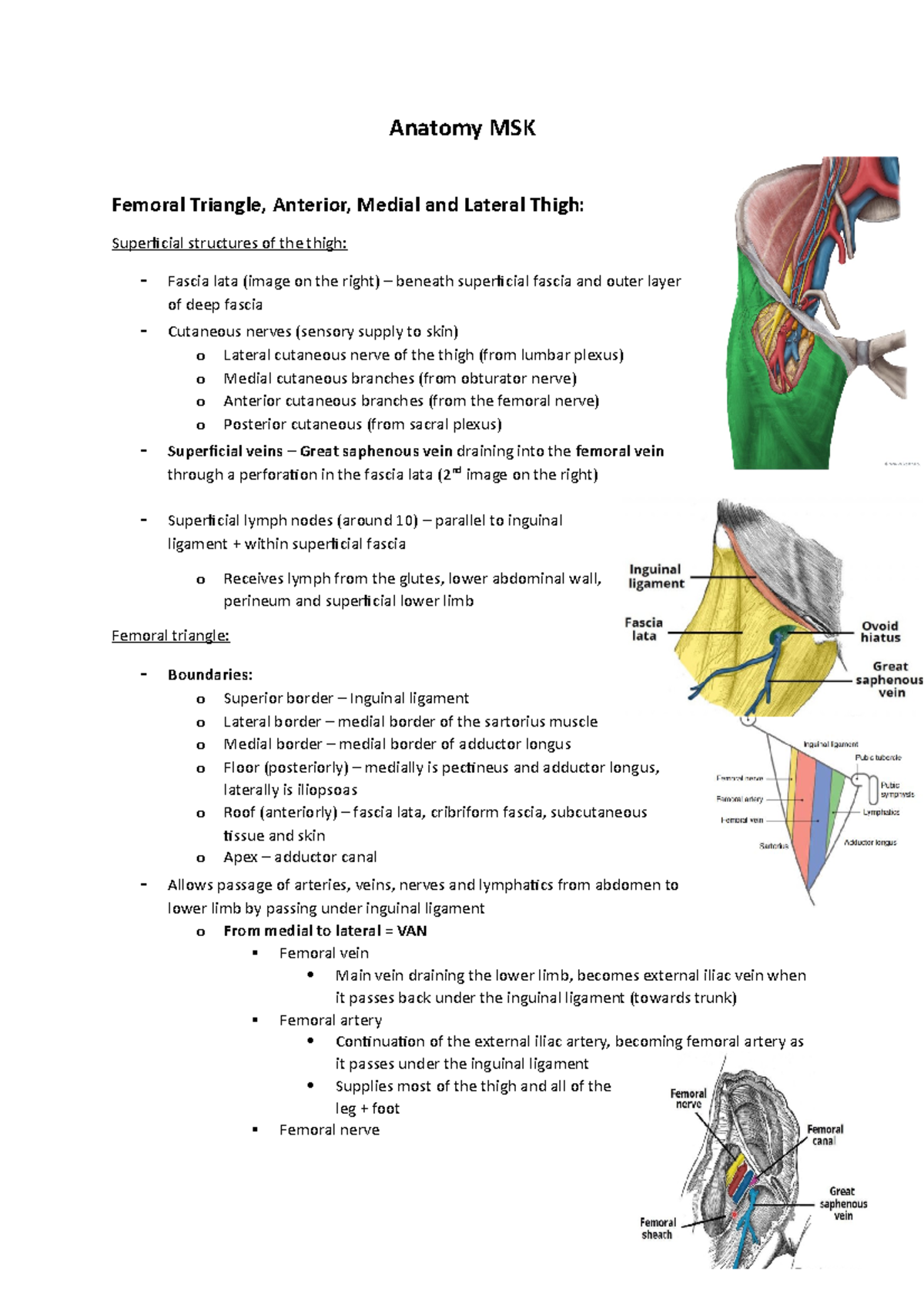 Anatomy MSK - Anatomy MSK Femoral Triangle, Anterior, Medial and ...