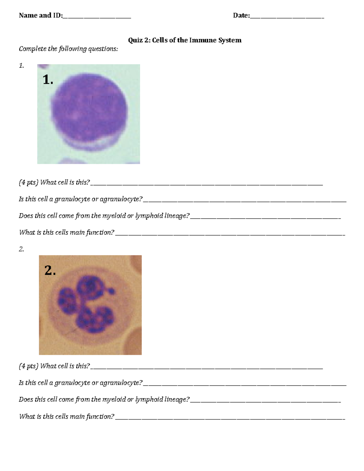 Quiz 2- Cells of the Immune System - 1. (4 pts) What cell is this? Is ...