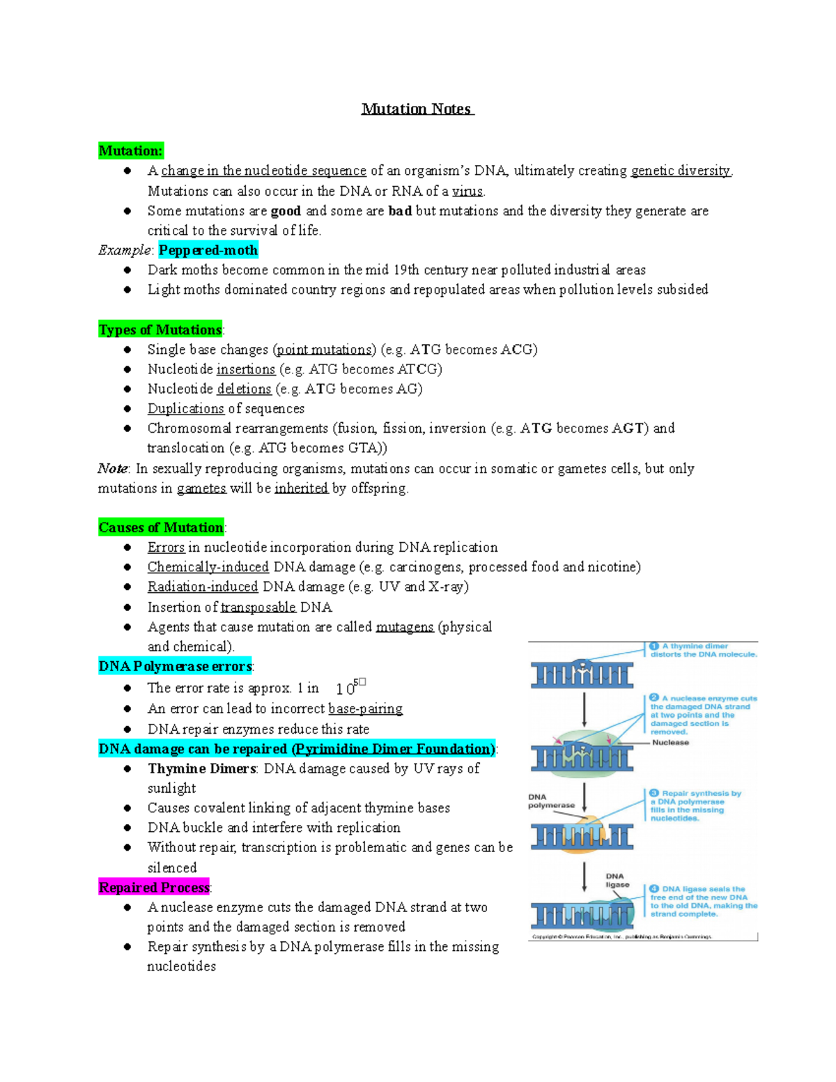Lec 20 Mutation Notes - Mutation Notes Mutation: A change in the ...