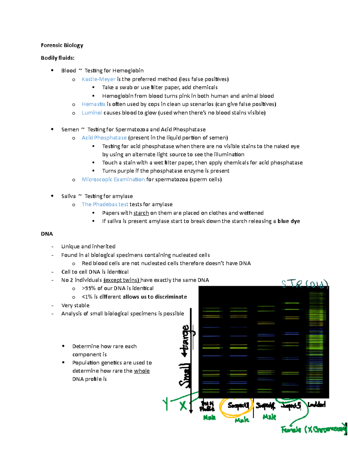 FS Forensic Biology - Forensic Biology Bodily fluids: Blood ~ Testing ...