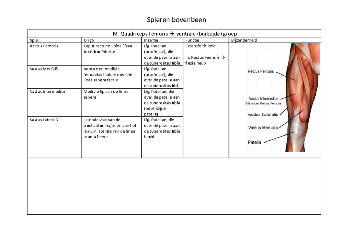 Origo en insertie bovenbeen anatomie - M. Quadriceps Femoris ventrale ...