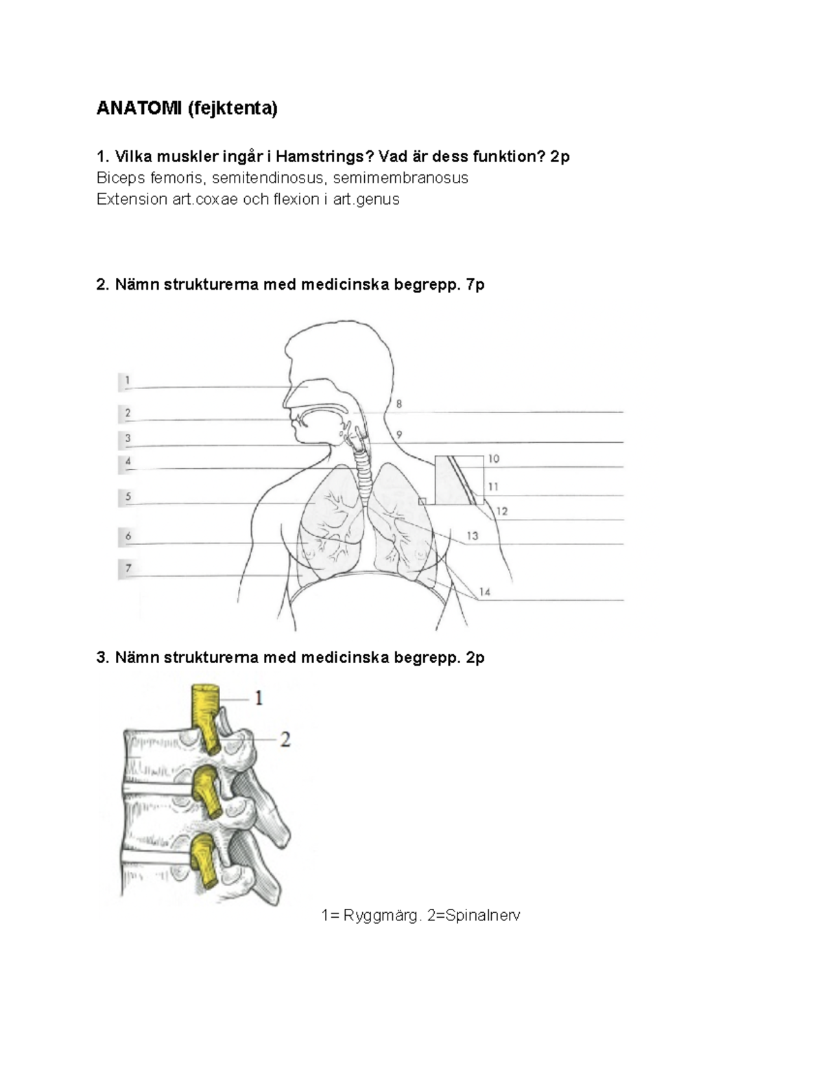 Anatomi övningsfrågor - ANATOMI (fejktenta) Vilka muskler ingår i ...