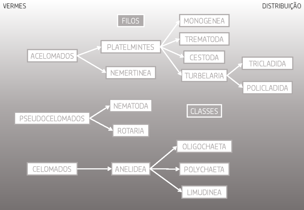 Vermes - Invertebrates Biology - Ualg - Studocu