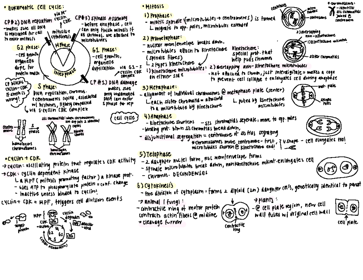 mitosis summary t4m1 - · Eukaryotic cell cycle: · MitOSiS viaM- miotic ...