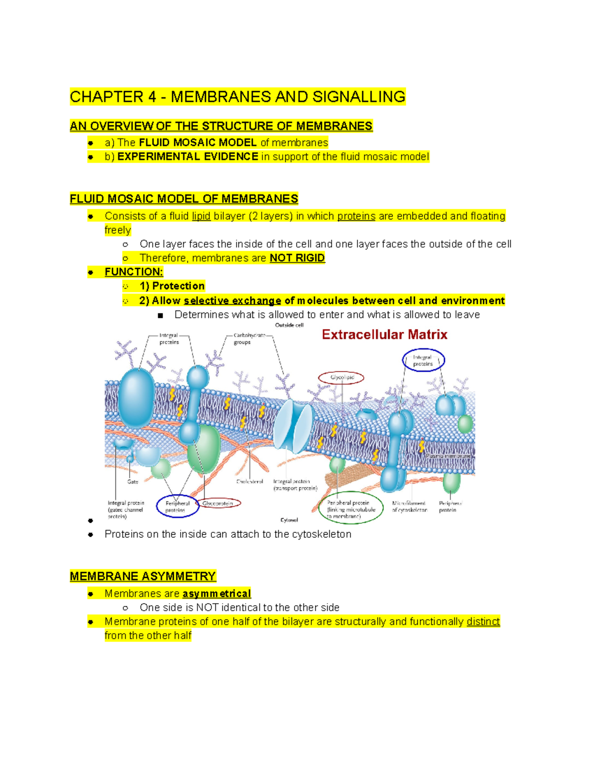 CH 4 - Membranes AND Signalling 2 - CHAPTER 4 - MEMBRANES AND ...