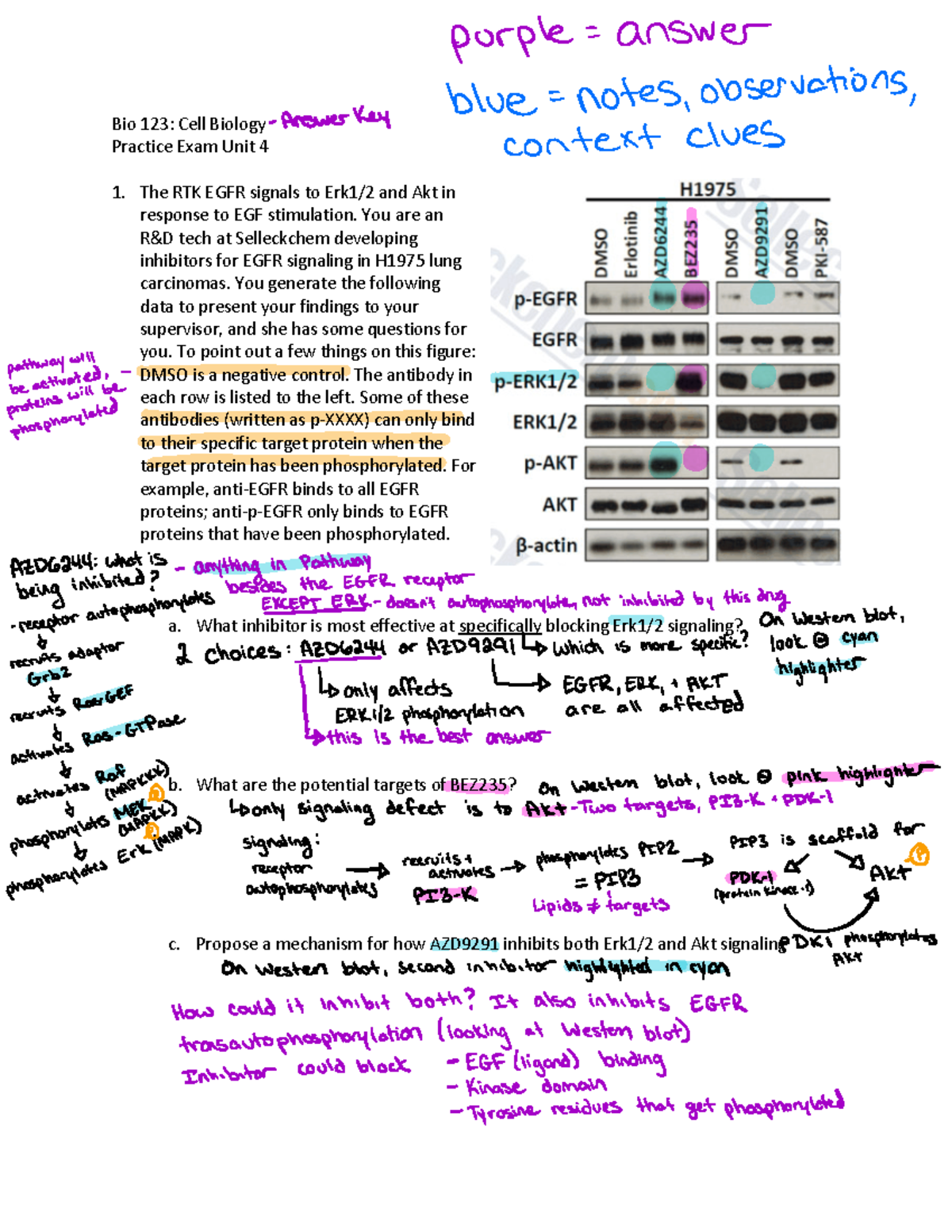 Practice Exam Unit 4 - Answer Key2 - Bio 123: Cell Biology Practice ...