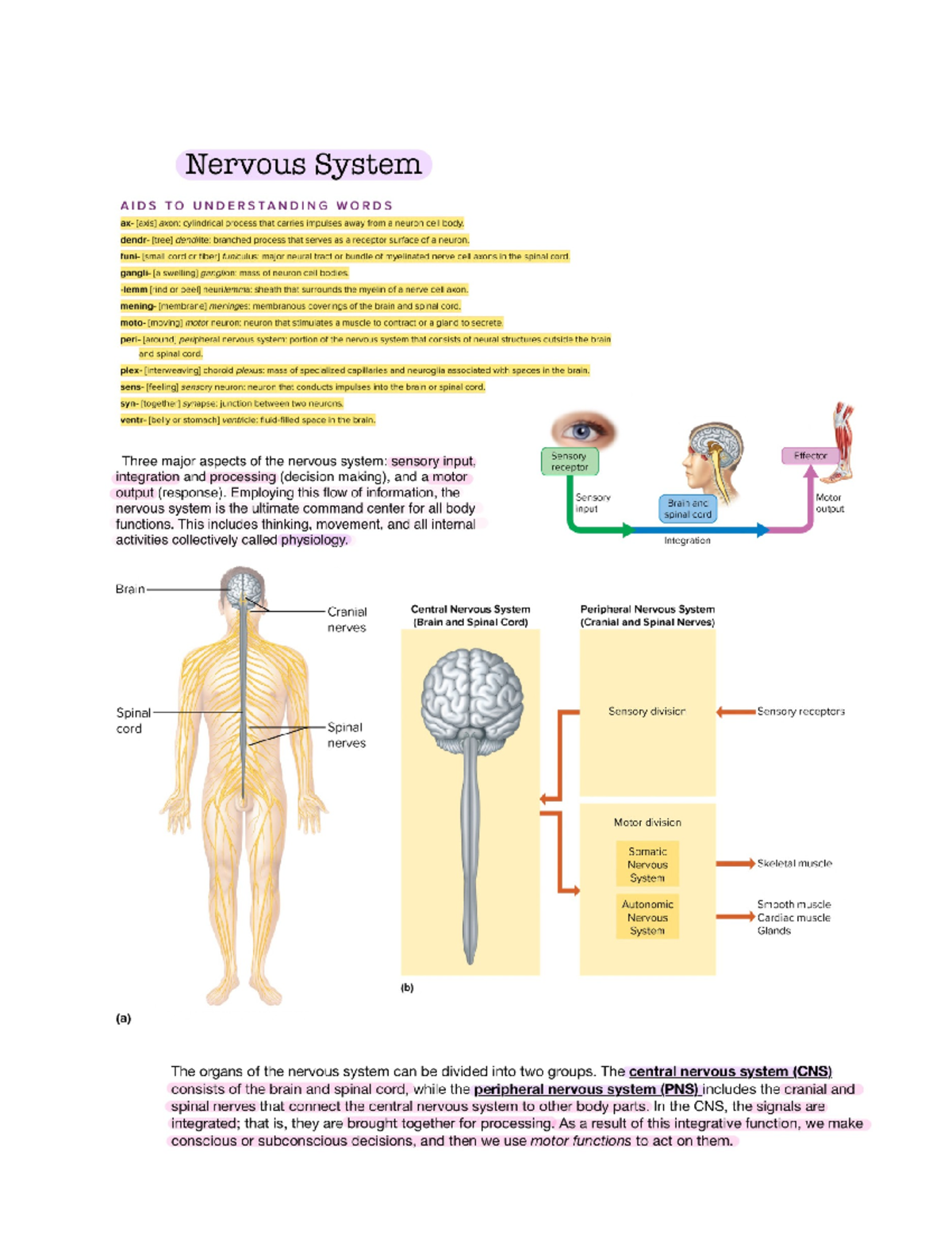 Anatomy physiology - Dr.Nazir - Nervous System AIDS TO UNDERSTANDING ...