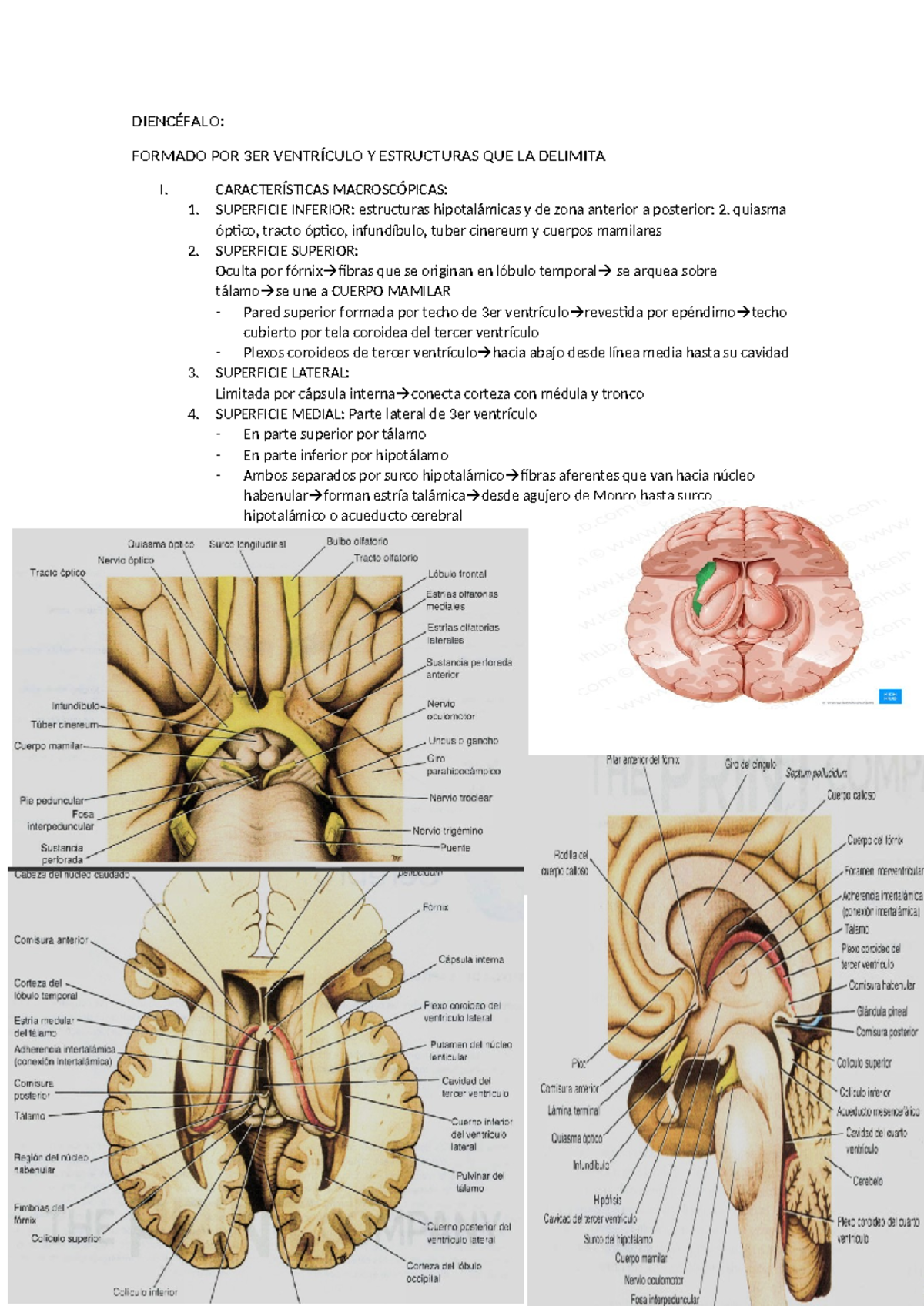 Diencéfalo - DIENCÉFALO: FORMADO POR 3ER VENTRÍCULO Y ESTRUCTURAS QUE ...