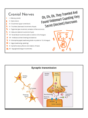 Nervous System Overview Drawing Science with Susanna Youtube ...