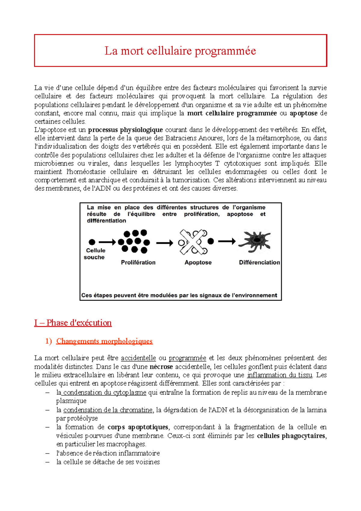 La mort cellulaire programmée - La mort cellulaire programmée La vie d ...