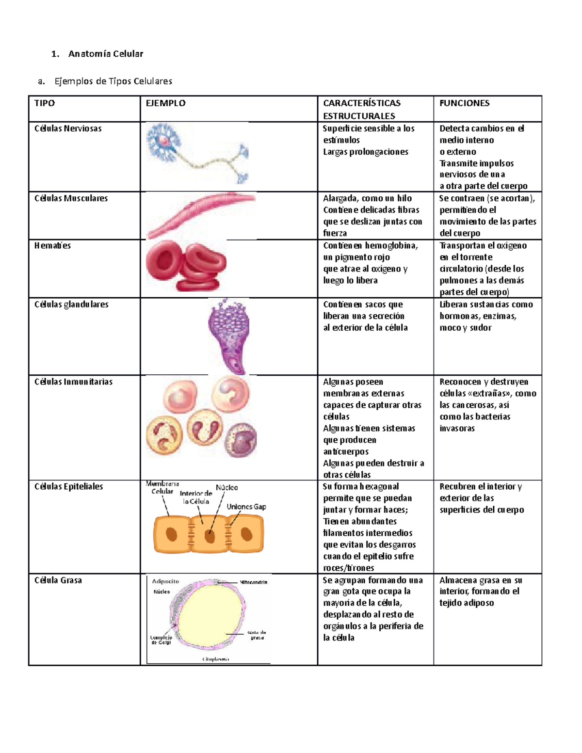Cuadros de Anatomia - 1. Anatomía Celular a. Ejemplos de Tipos ...