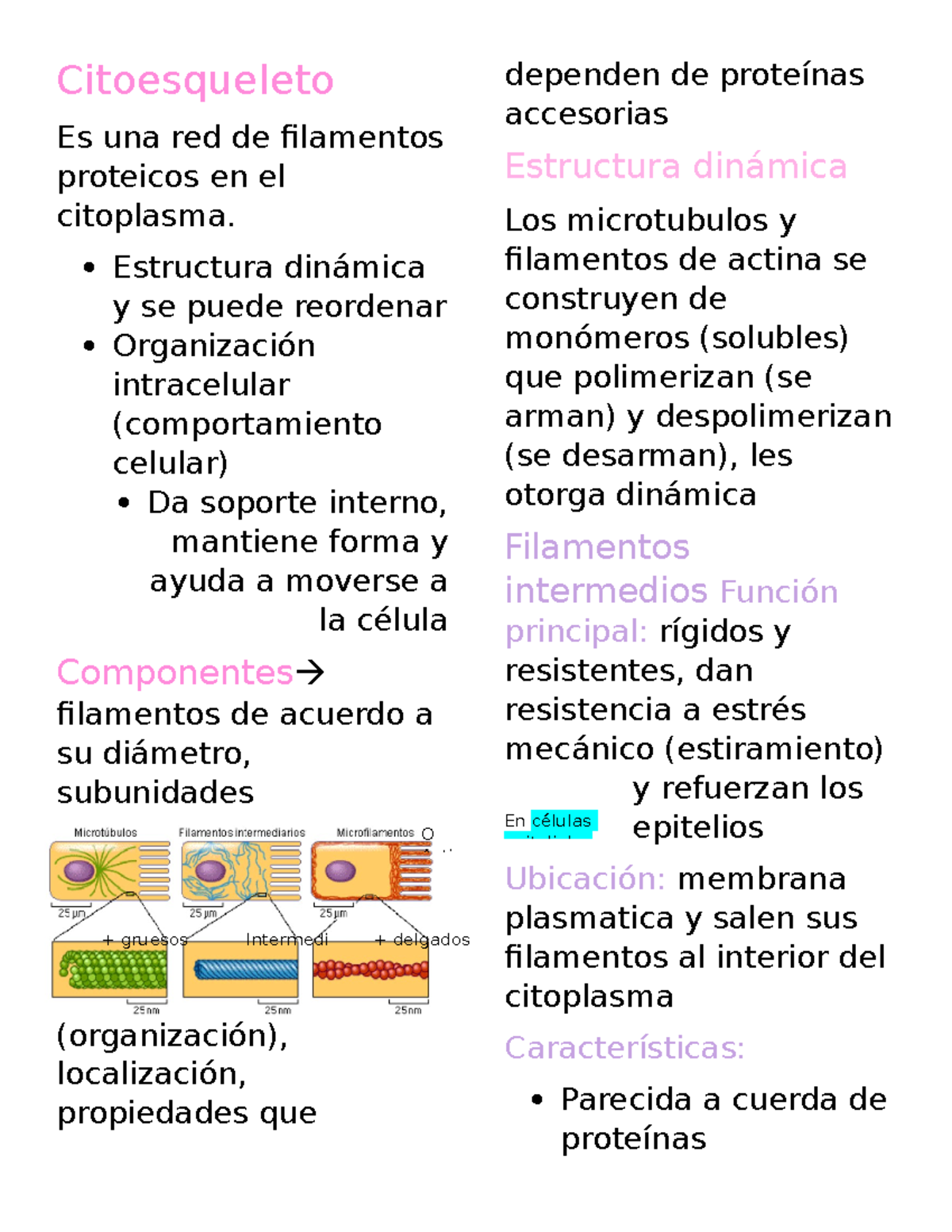 Citoesqueleto - Estructura dinámica y se puede reordenar Organización ...