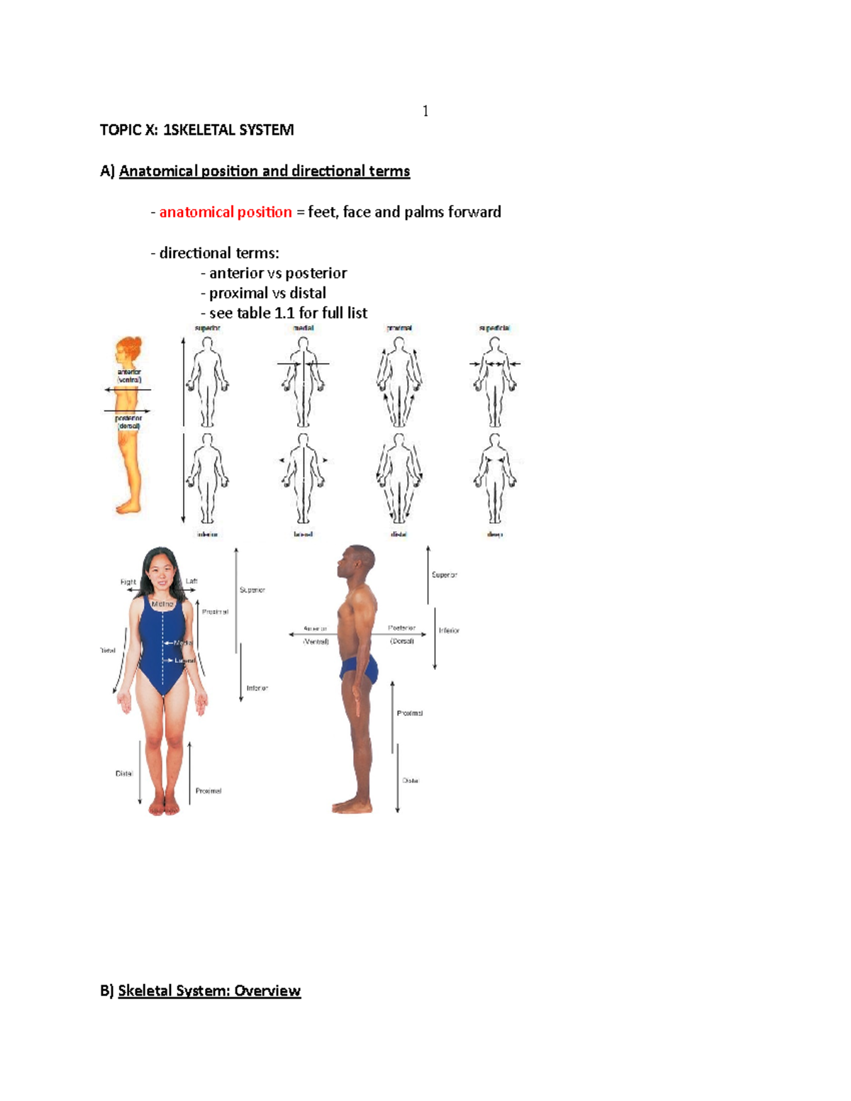 Topic X Skeletal System - TOPIC X: 1SKELETAL SYSTEM A) Anatomical ...