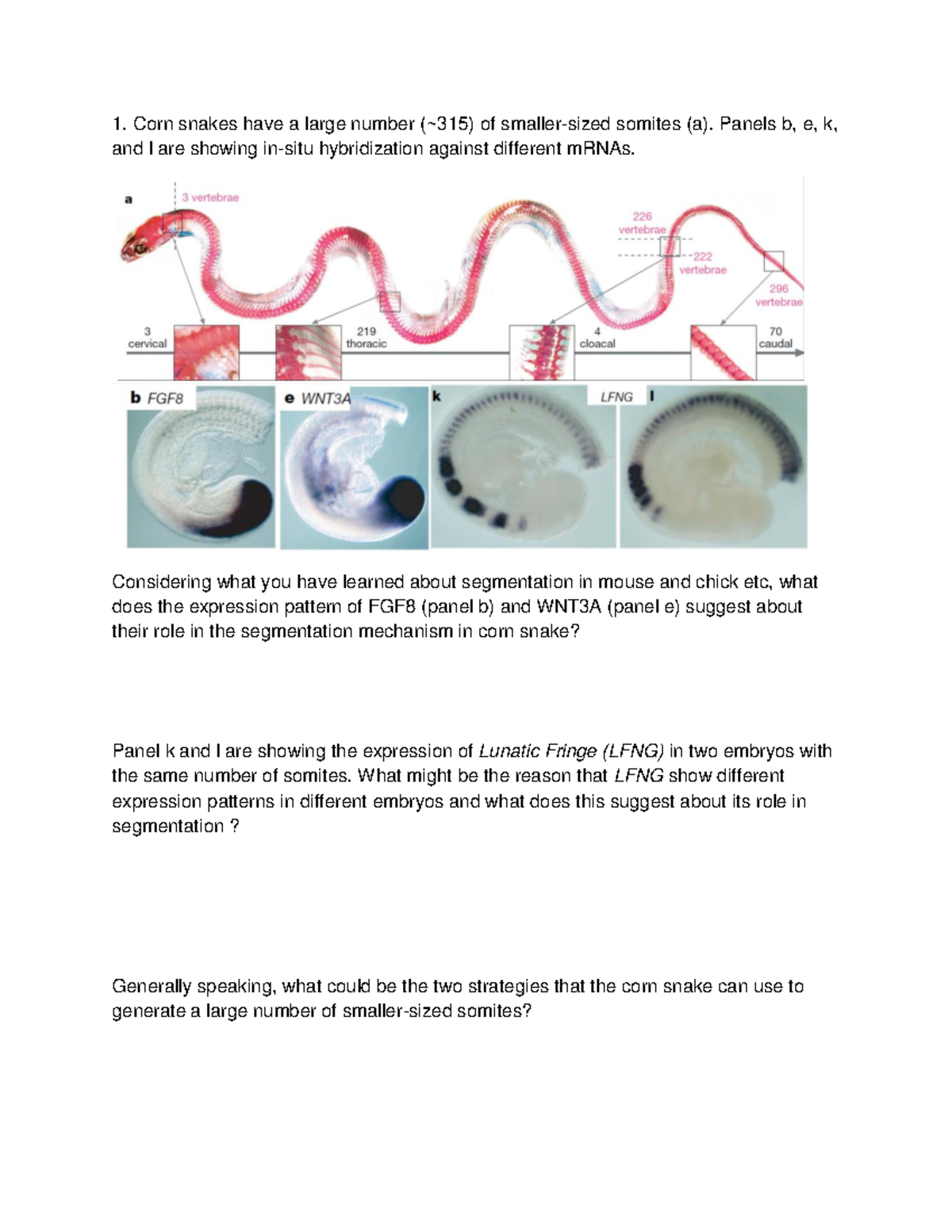 Problem-somitogenesis - 1. Corn snakes have a large number (~315) of ...