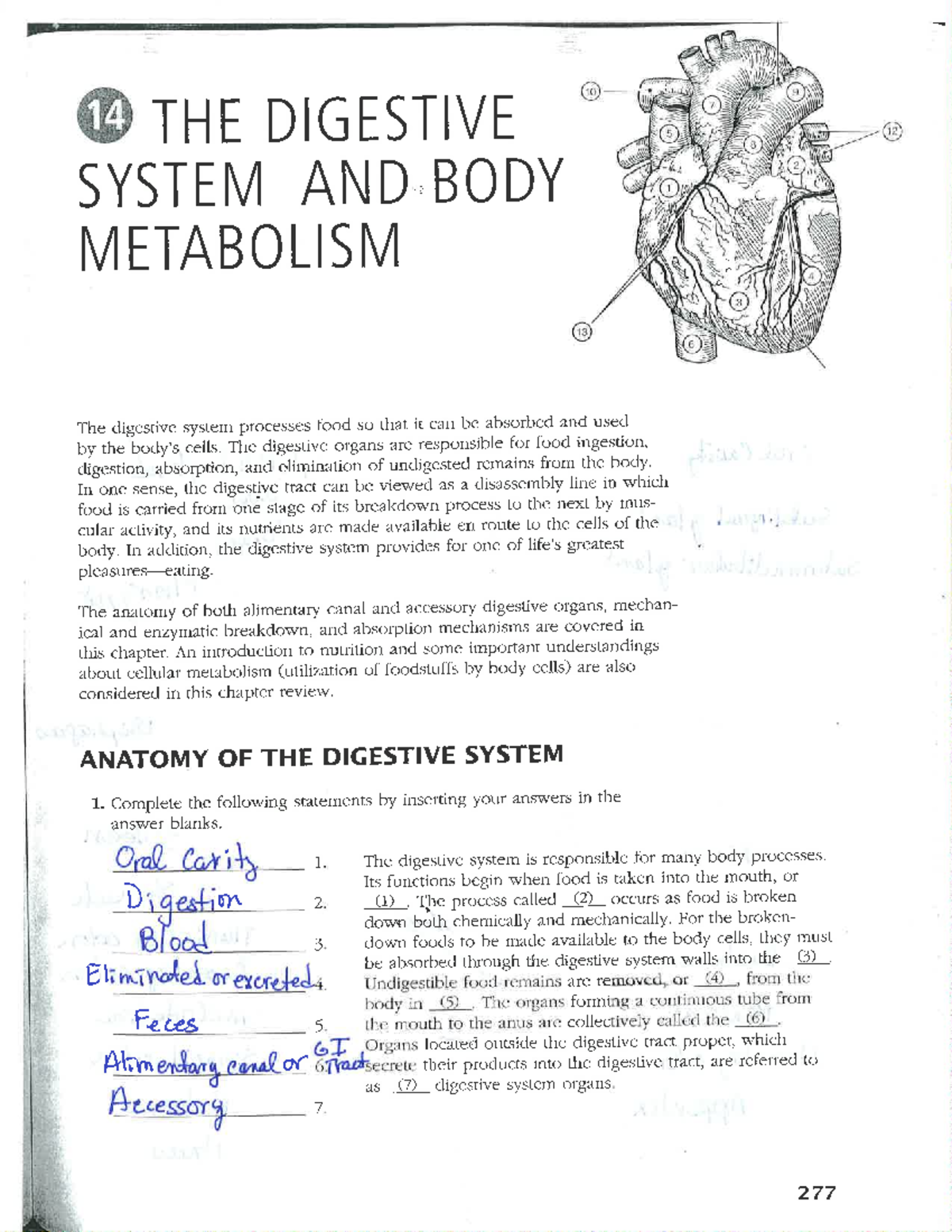 Digestive system packet key - Studocu