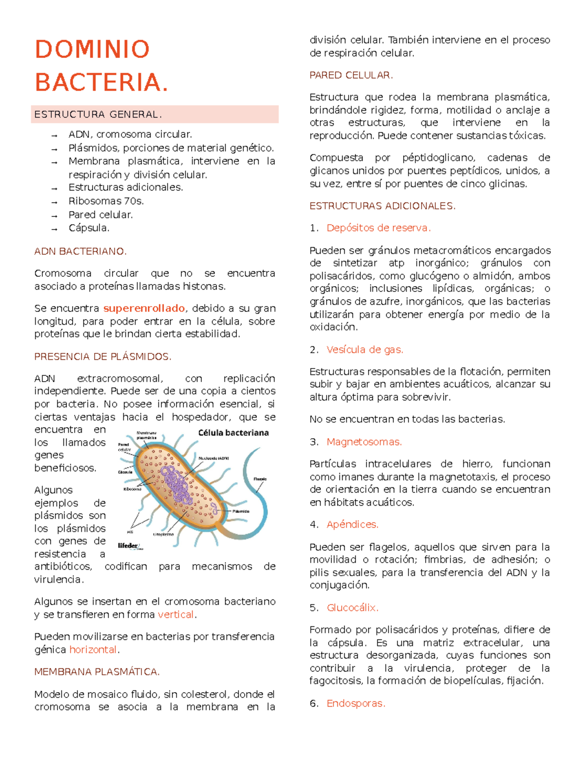 Bacterias y Arqueas - Resumen - DOMINIO BACTERIA. ESTRUCTURA GENERAL. → ...
