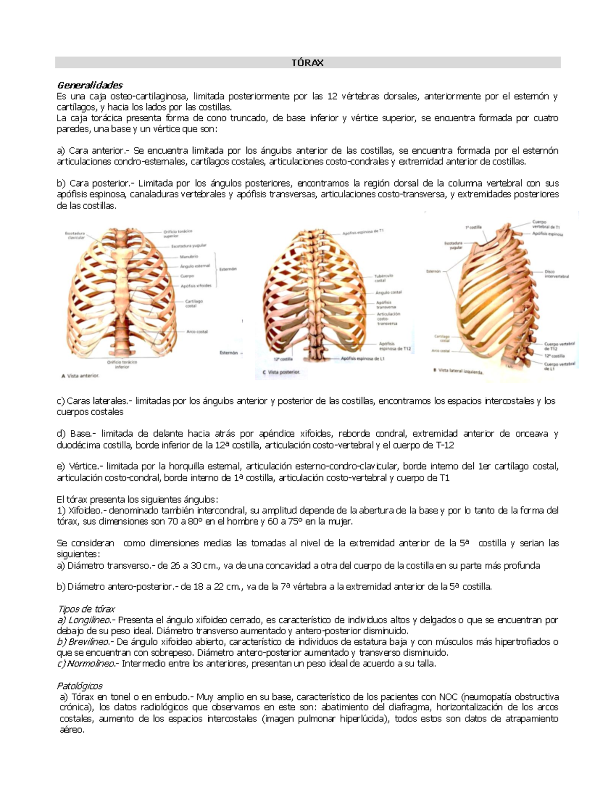 Resumenes de tórax anatomia 1 - TÓRAX Generalidades Es una caja osteo ...