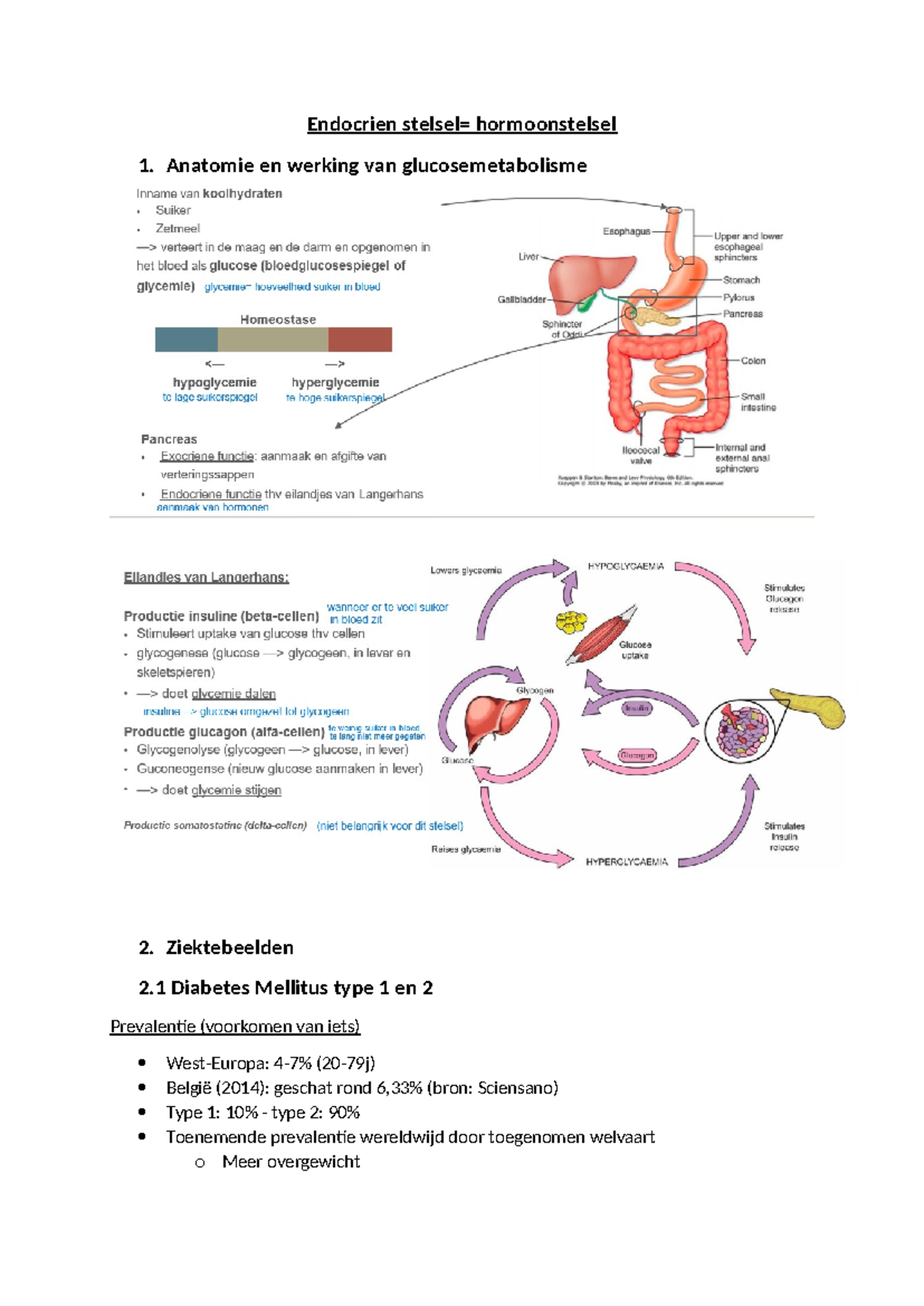 Endocrien stelsel les 2 - Endocrien stelsel= hormoonstelsel 1. Anatomie ...