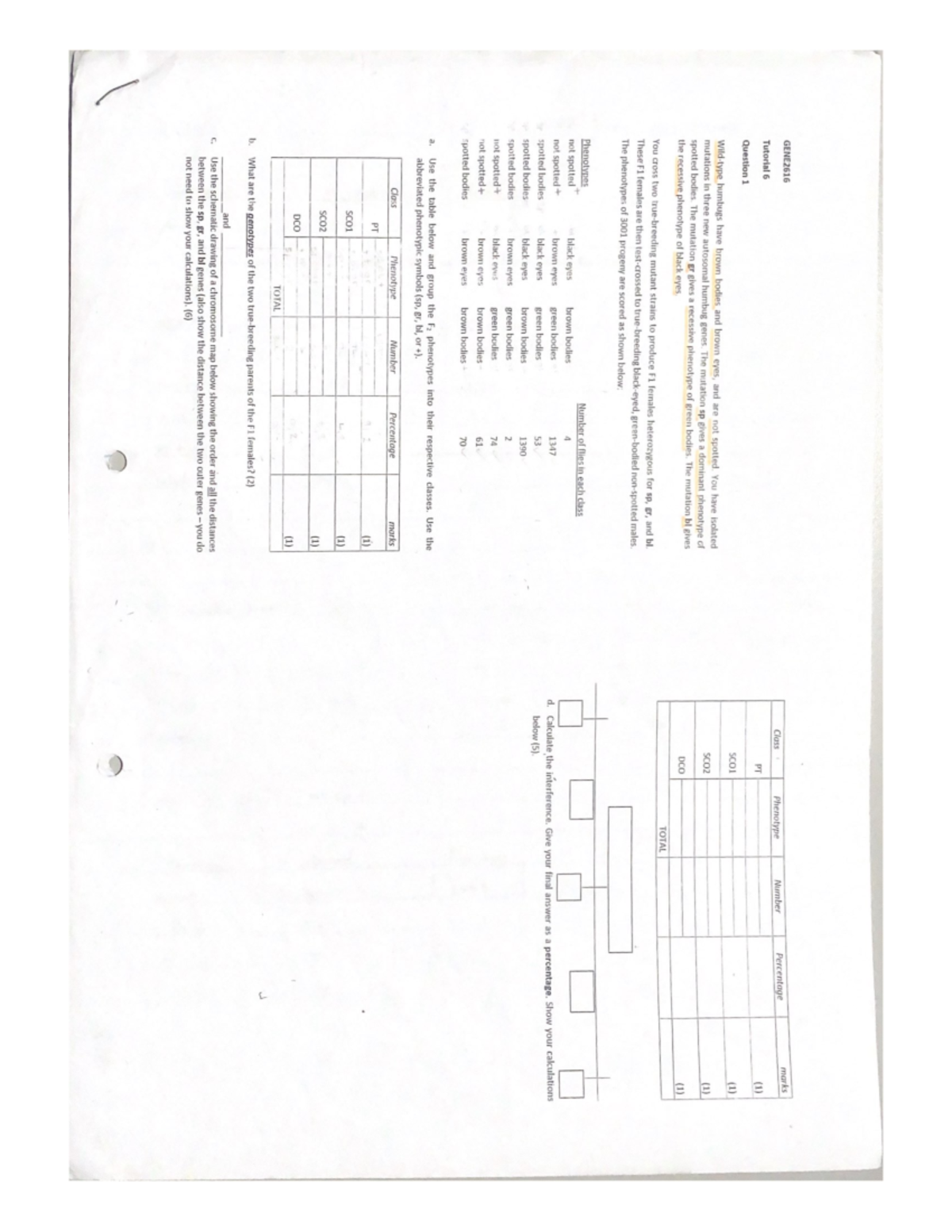 GENE2616 Tutorial 9 practice for exams - GENE2616 marks Class Phenotype ...