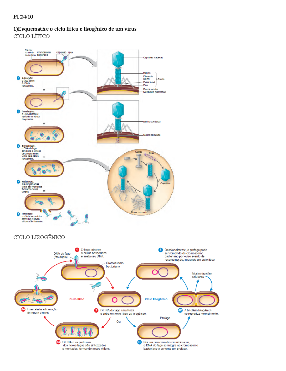 Roteiro PI - 29 - Estudo do laboratório morfofuncional sobre o tema de ...