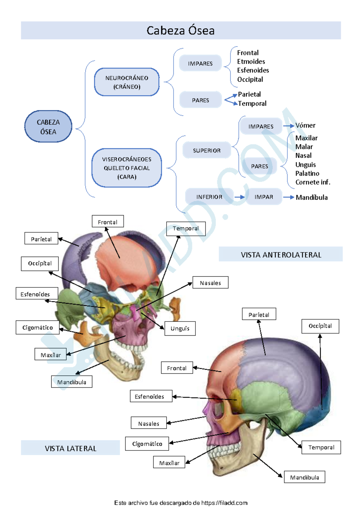 Cabeza Osea-cabeza - Cabeza Ósea CABEZA ÓSEA NEUROCRÁNEO (CRÁNEO ...